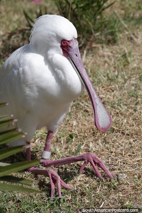 Bird with a large beak shaped like a spoon, Mar del Plata. Photo from ...