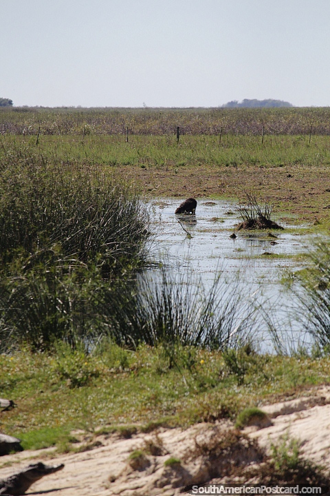 Capybara scouting around a water hole in Ibera National Park. Photo ...
