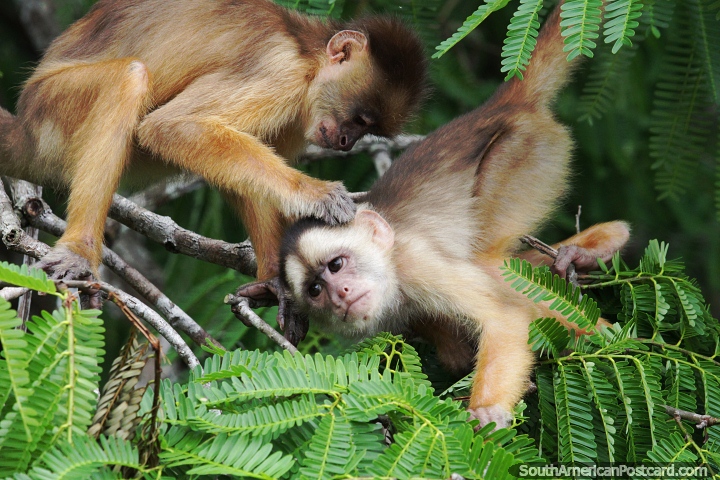 Monkeys in the Amazon, one checks the others fur condition. Photo from ...