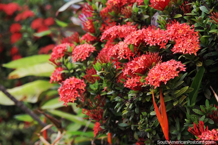 Red flower bush in the Amazon town of Obidos. Photo from Brazil, South ...