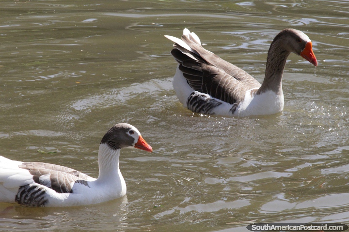 Pair of geese swim in the lagoon at the zoo in Goiania. Photo from ...