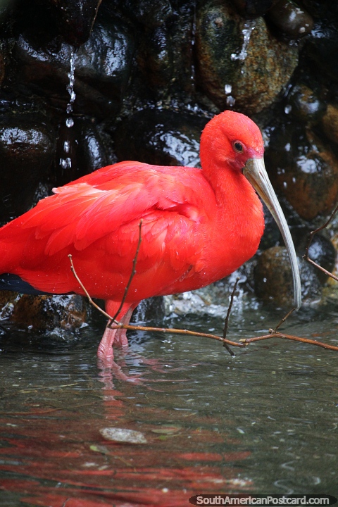 Scarlet ibis, an orange-red feathered bird, quite rare, Curitiba. Photo ...