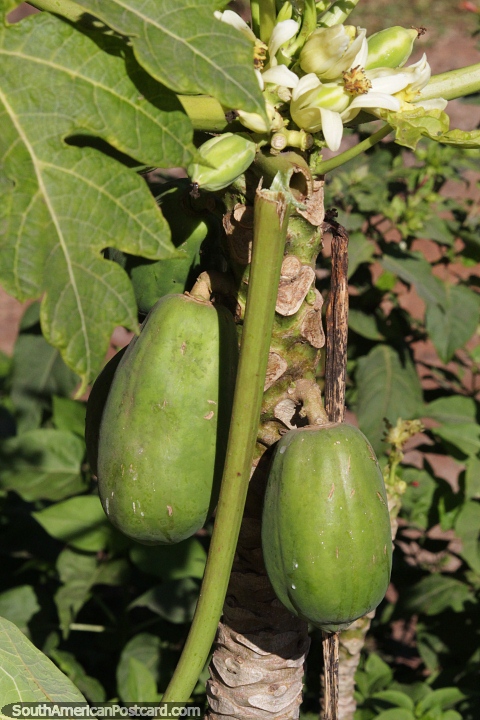 Papaya growing in Hohenau, a nice place to walk and see nature. Photo ...