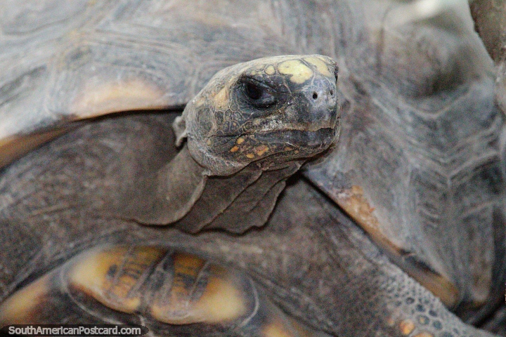 Tortoise in the Amazon, exclusively land-dwelling creatures, Moyobamba ...