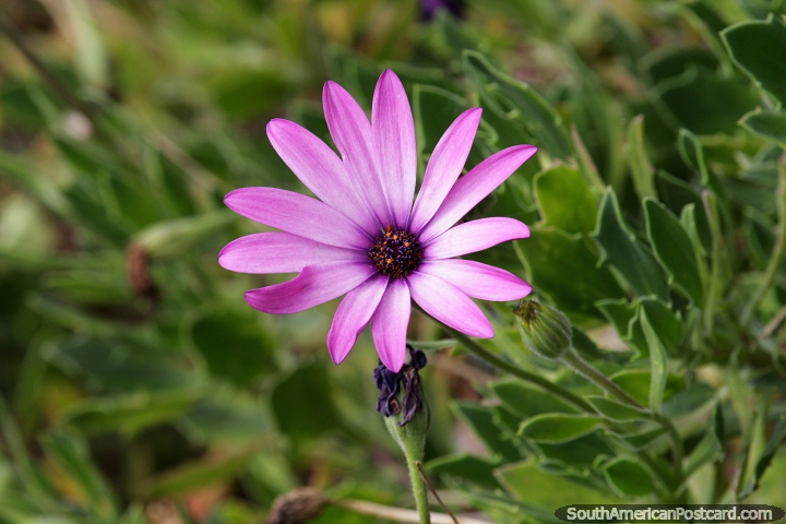 Pretty purple and pink flower in the plaza in Mucuruba. Photo from ...