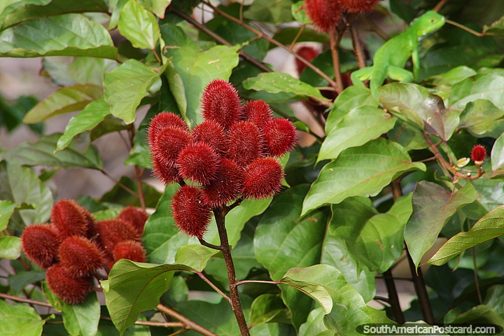 Spiky red seed pods in clusters on trees by the river in San Fernando ...