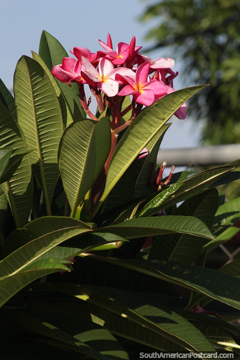 Pink flowers at the top of a tree by the river in San Fernando de Apure ...
