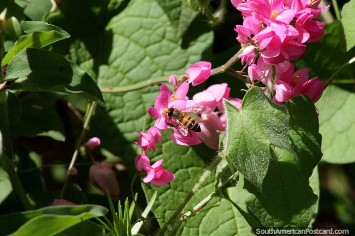 Bee explores pink petals in nature in Valle de la Pascua. Photo from ...