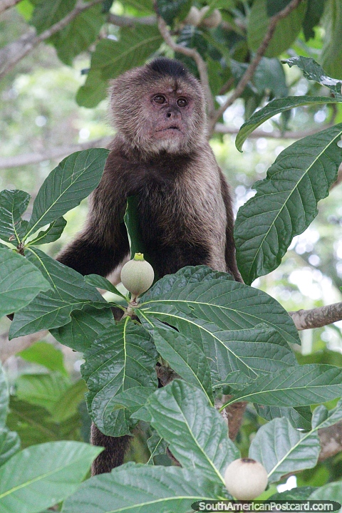 Wild monkeys that are used to people at La Llovizna Park in Ciudad ...